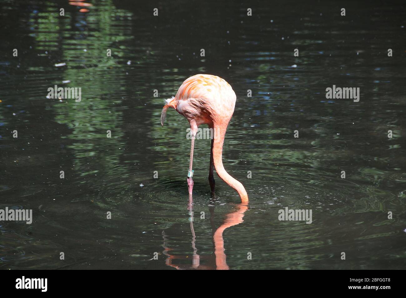 Bronx, New York, USA 3rd September 2013 A general view of atmosphere of ...