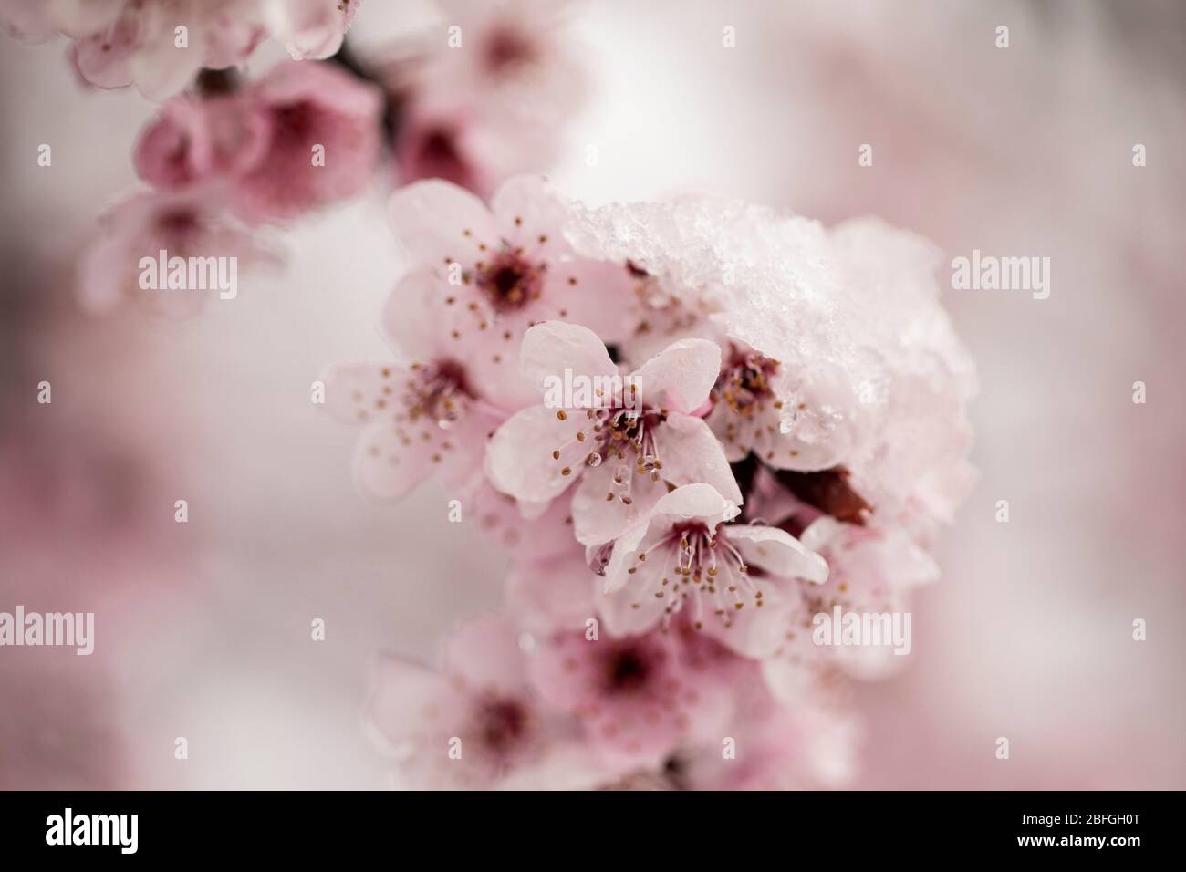 Snow and cherry blossoms hi-res stock photography and images - Alamy