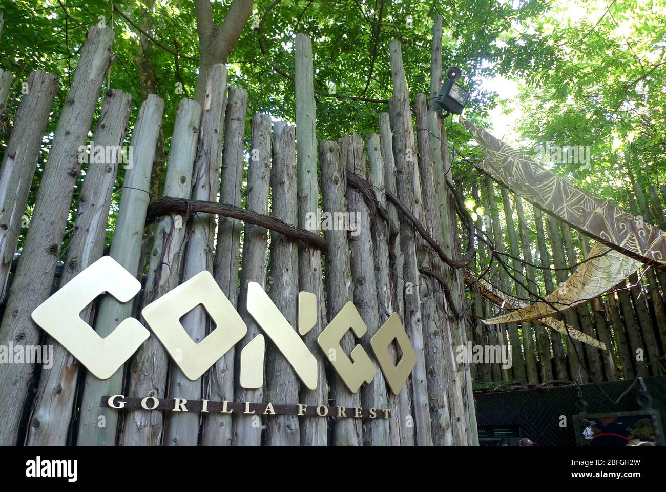 Congo gorilla forest bronx zoo hi-res stock photography and images - Alamy