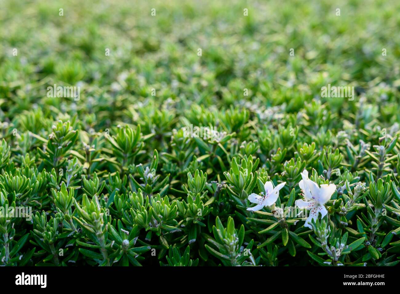 Trimmed bushes detail hi-res stock photography and images - Alamy