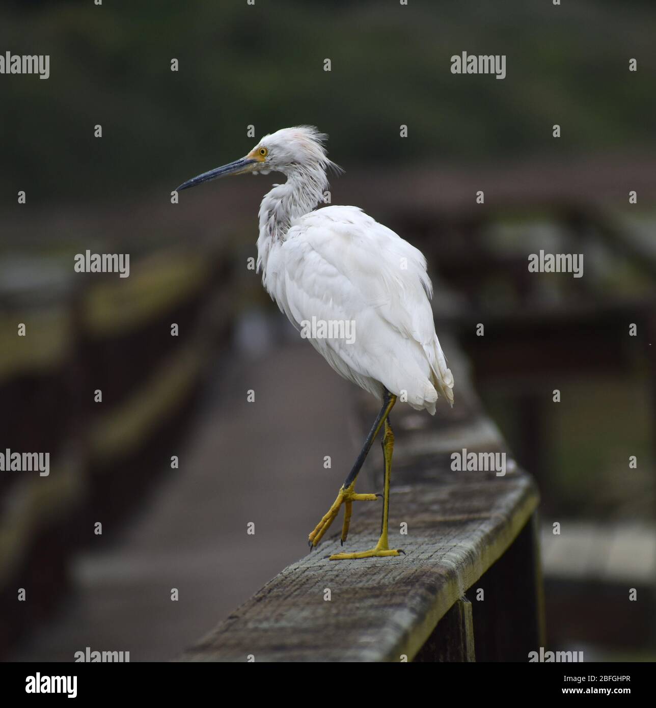Scruffy looking bird hi-res stock photography and images - Alamy
