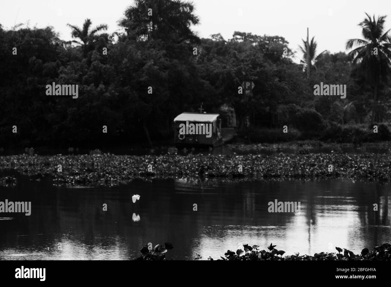 Bright green bloom Black and White Stock Photos & Images - Alamy