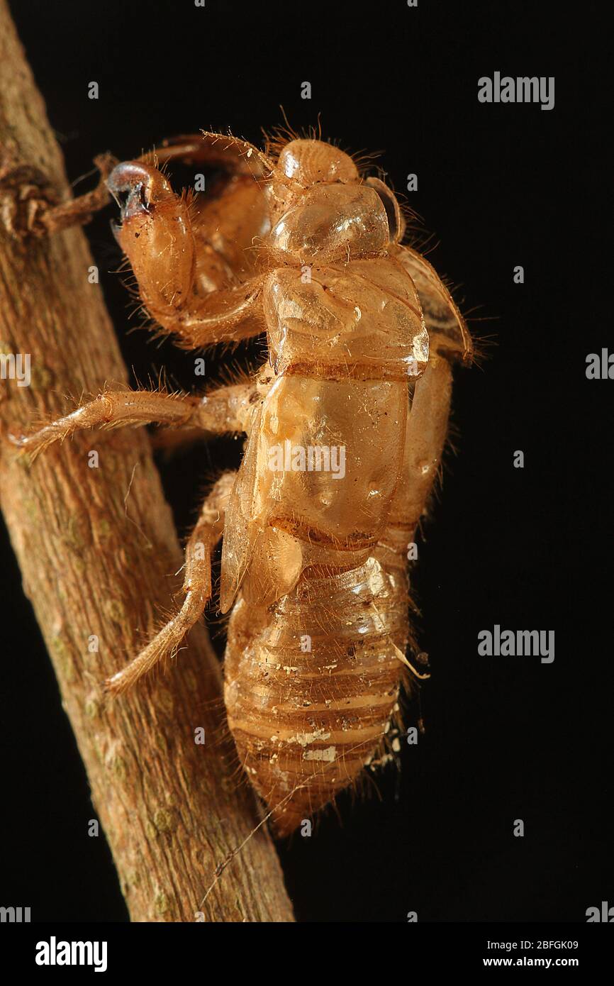 Cicada exoskeleton hi-res stock photography and images - Alamy