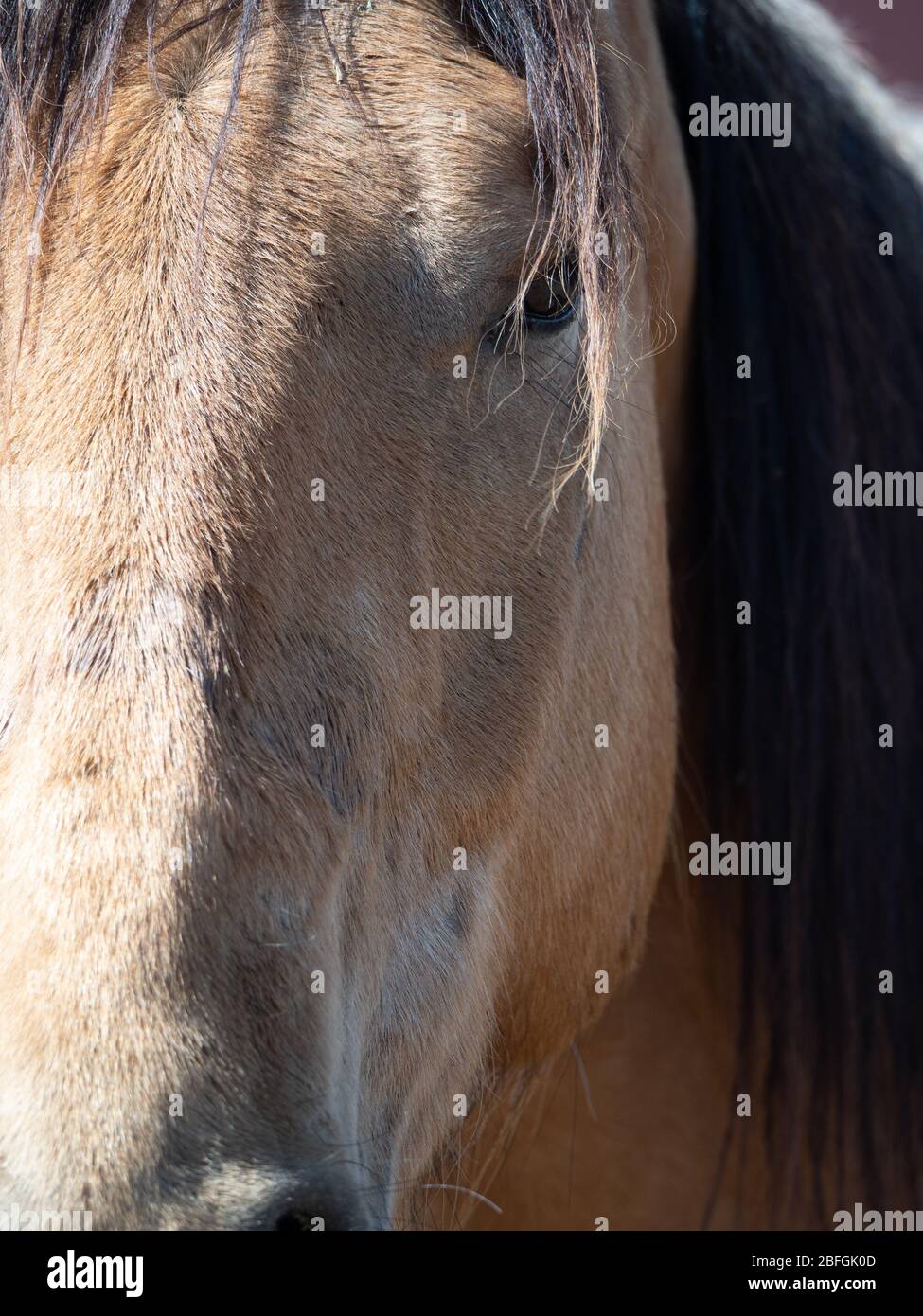 Close up of the sunlit head of a buckskin horse with tan fur and dark ...