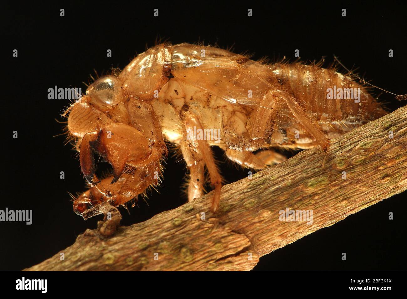 Cicada exoskeleton hi-res stock photography and images - Alamy