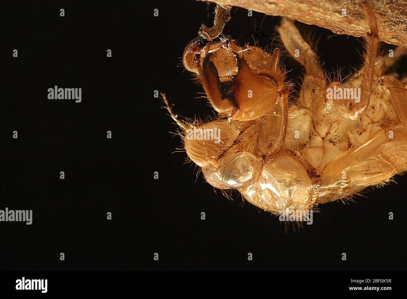 Emerged cicada exoskeleton (exuviae Stock Photo - Alamy