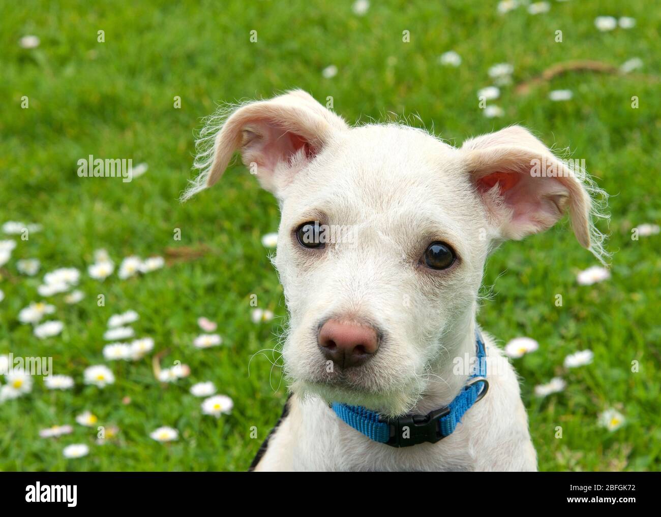 Terrier mix hi-res stock photography and images - Alamy