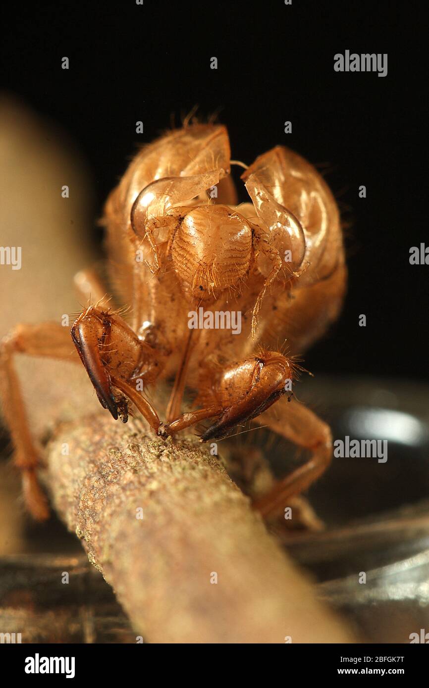 Emerged cicada exoskeleton (exuviae Stock Photo - Alamy