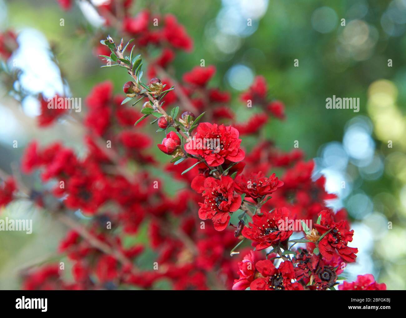 Scrub type tree hi-res stock photography and images - Alamy