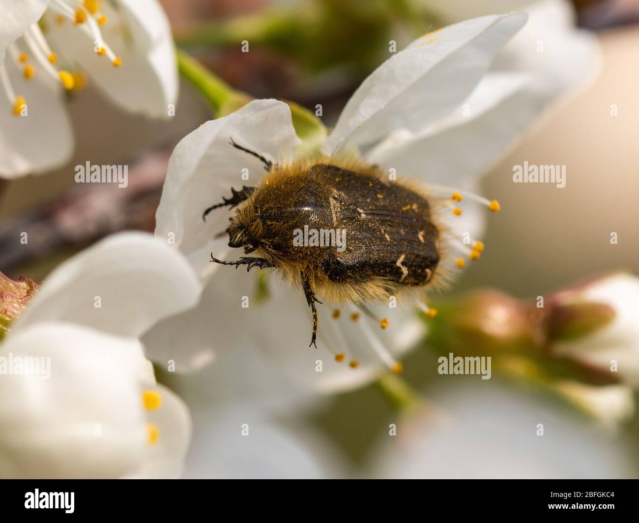 Apple blossom beetle - Tropinota (Epicometis) hirta - a harmful insect ...