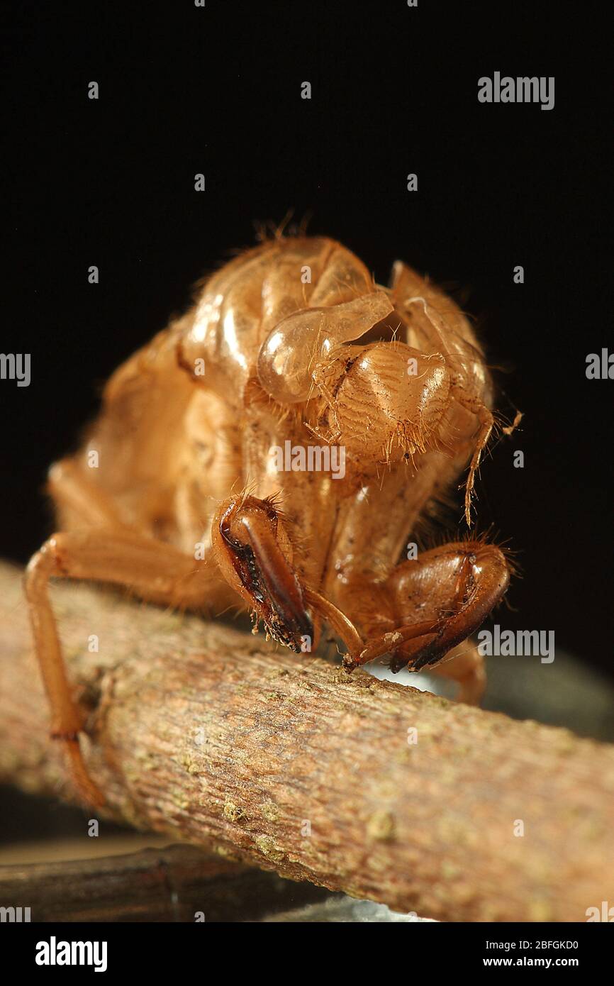 Emerged cicada exoskeleton (exuviae Stock Photo - Alamy