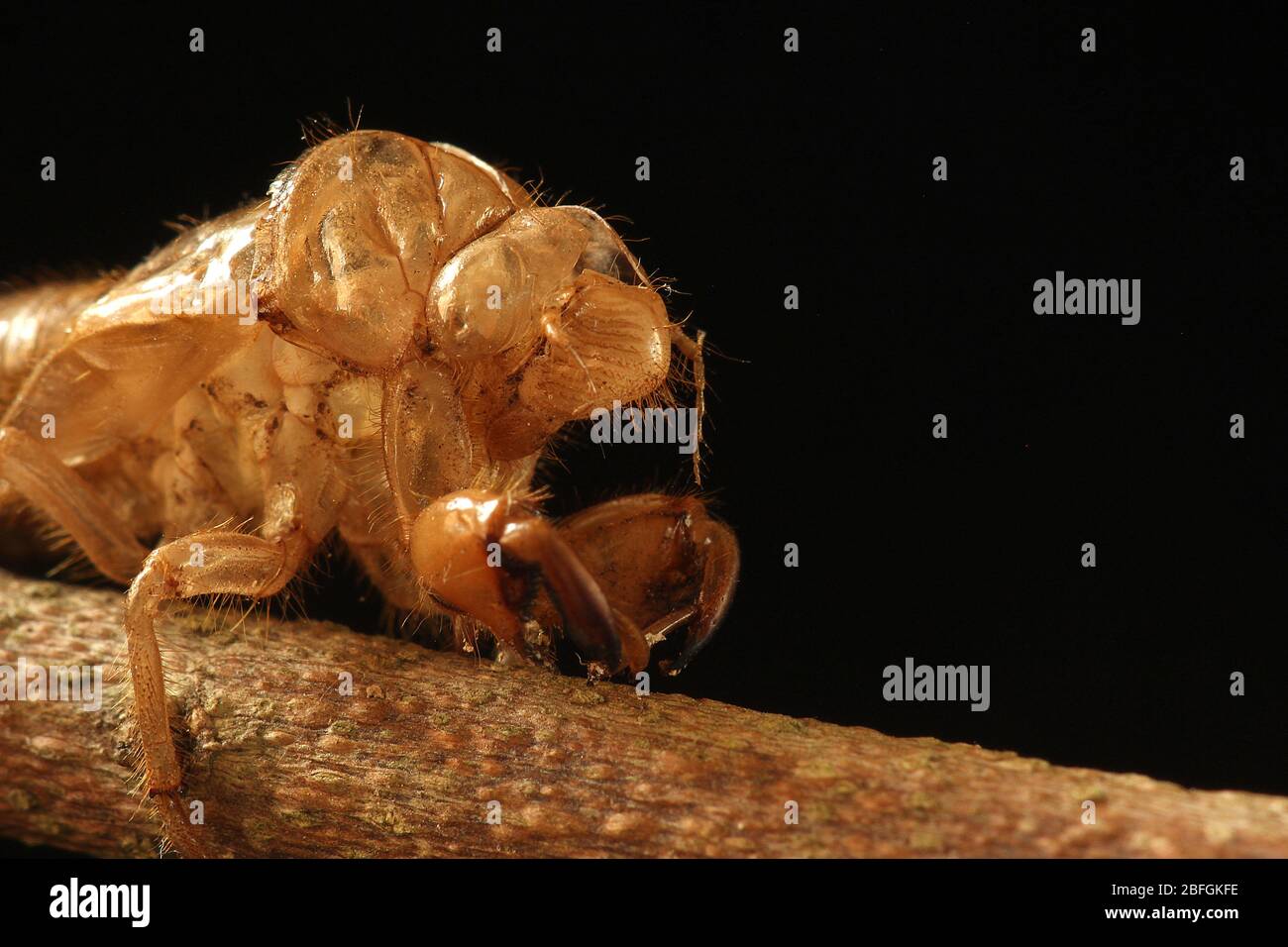 Emerged cicada exoskeleton (exuviae Stock Photo - Alamy