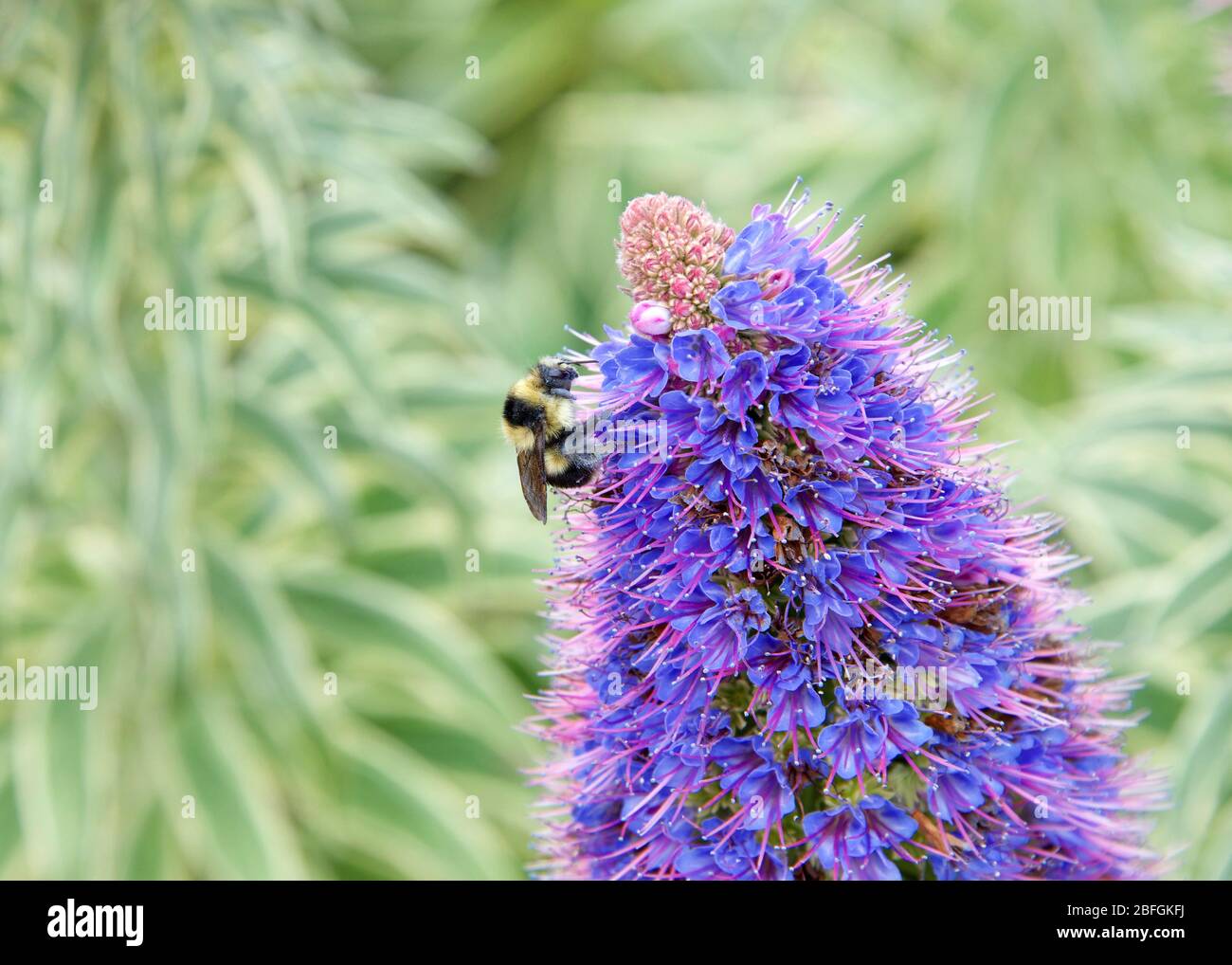One bumble bee collecting pollen from Echium Candicans, commonly known ...