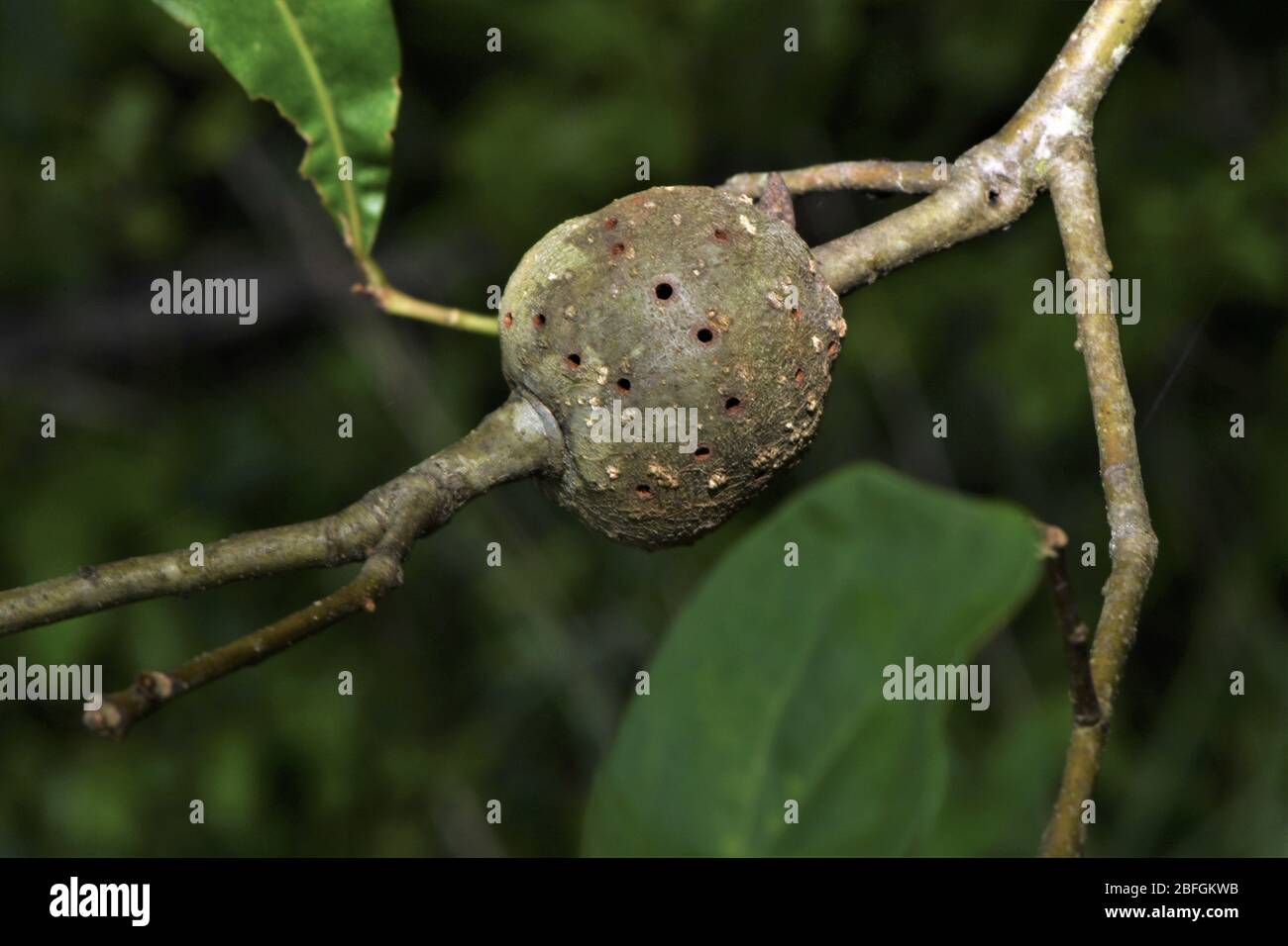 An oak gall. A common growth on oak trees Stock Photo - Alamy
