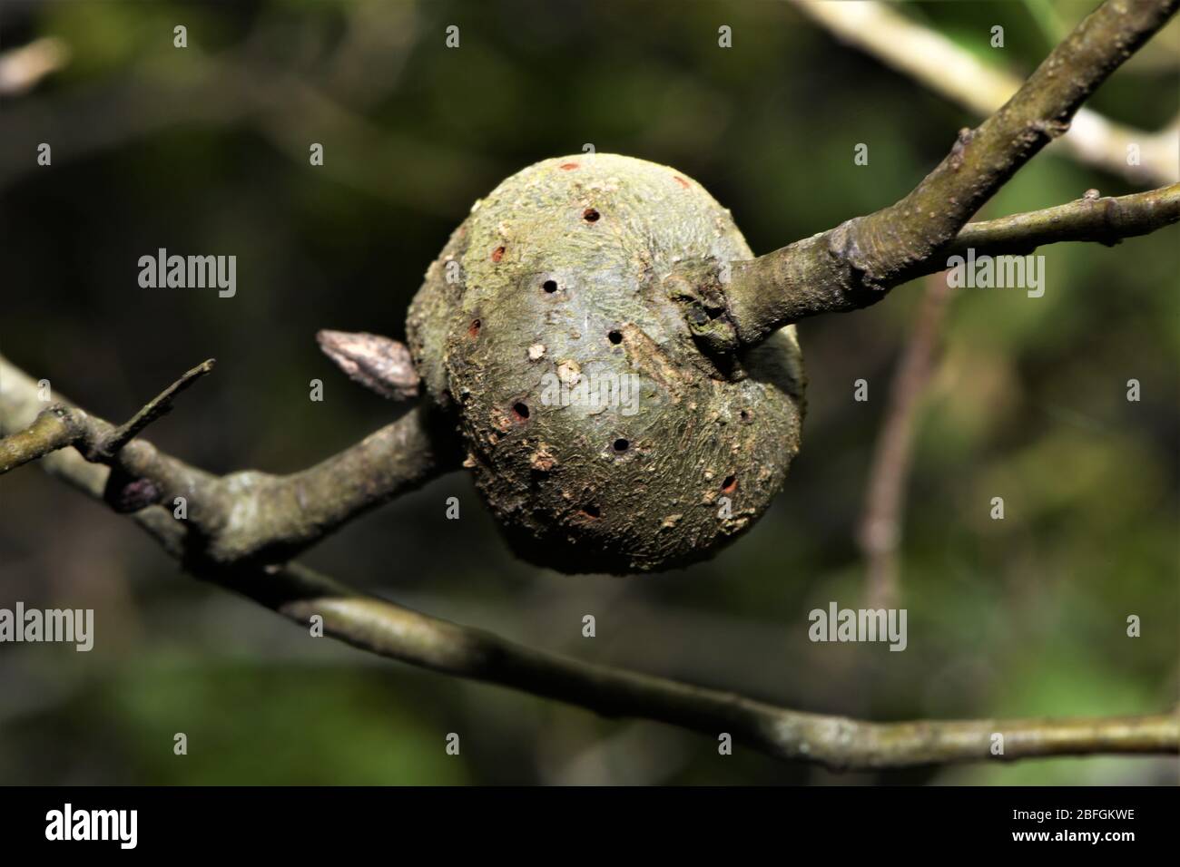 An oak gall. A common growth on oak trees Stock Photo - Alamy