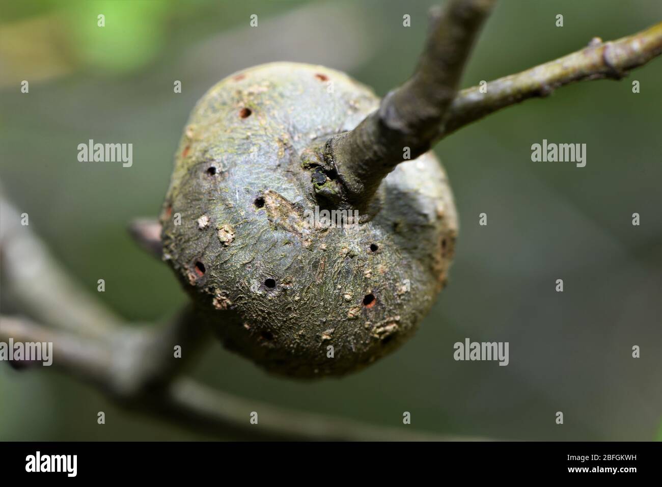 An oak gall. A common growth on oak trees Stock Photo - Alamy