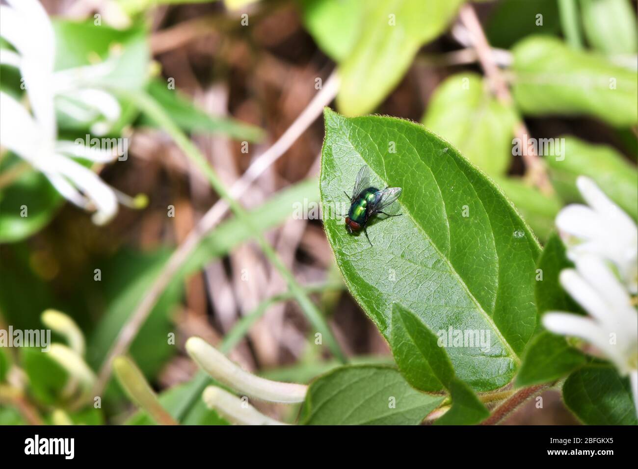 Metallic Green Fly High Resolution Stock Photography and Images - Alamy