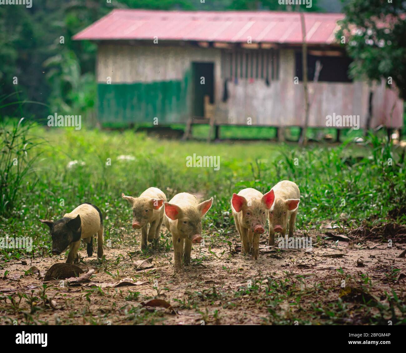 Shuar Indigenous Community in the Amazon, Ecuador Stock Photo - Alamy