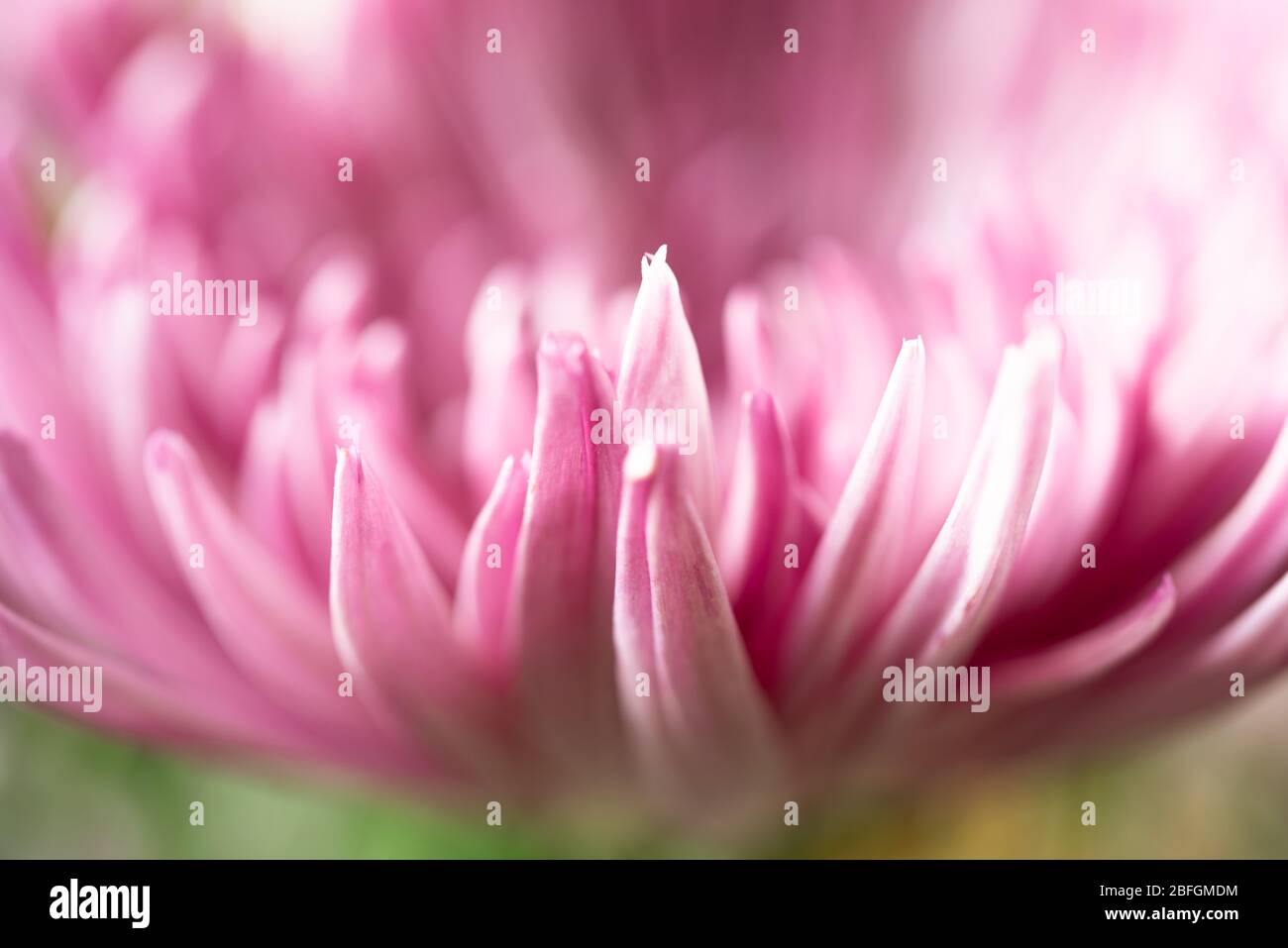 Ultra Close Up of a Helleborus Bloom Stock Photo - Alamy