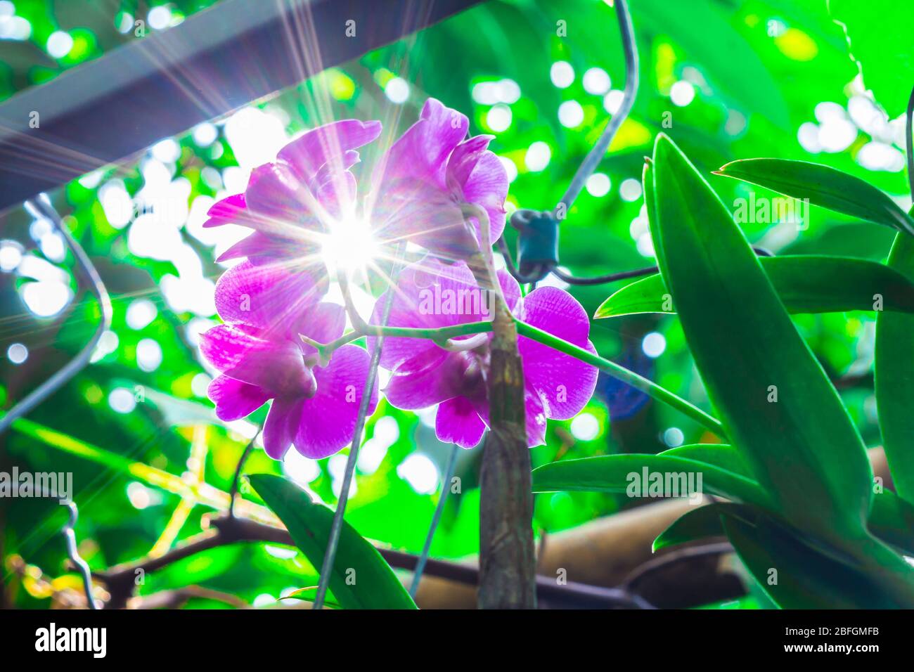 Colorful flowers bloom when it is bright in my garden Stock Photo - Alamy