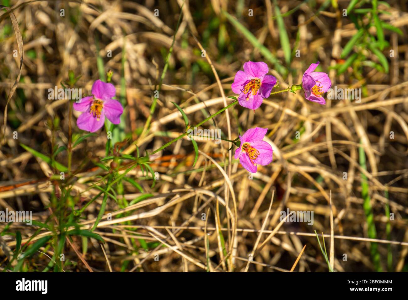 Maryland rhexia hi-res stock photography and images - Alamy