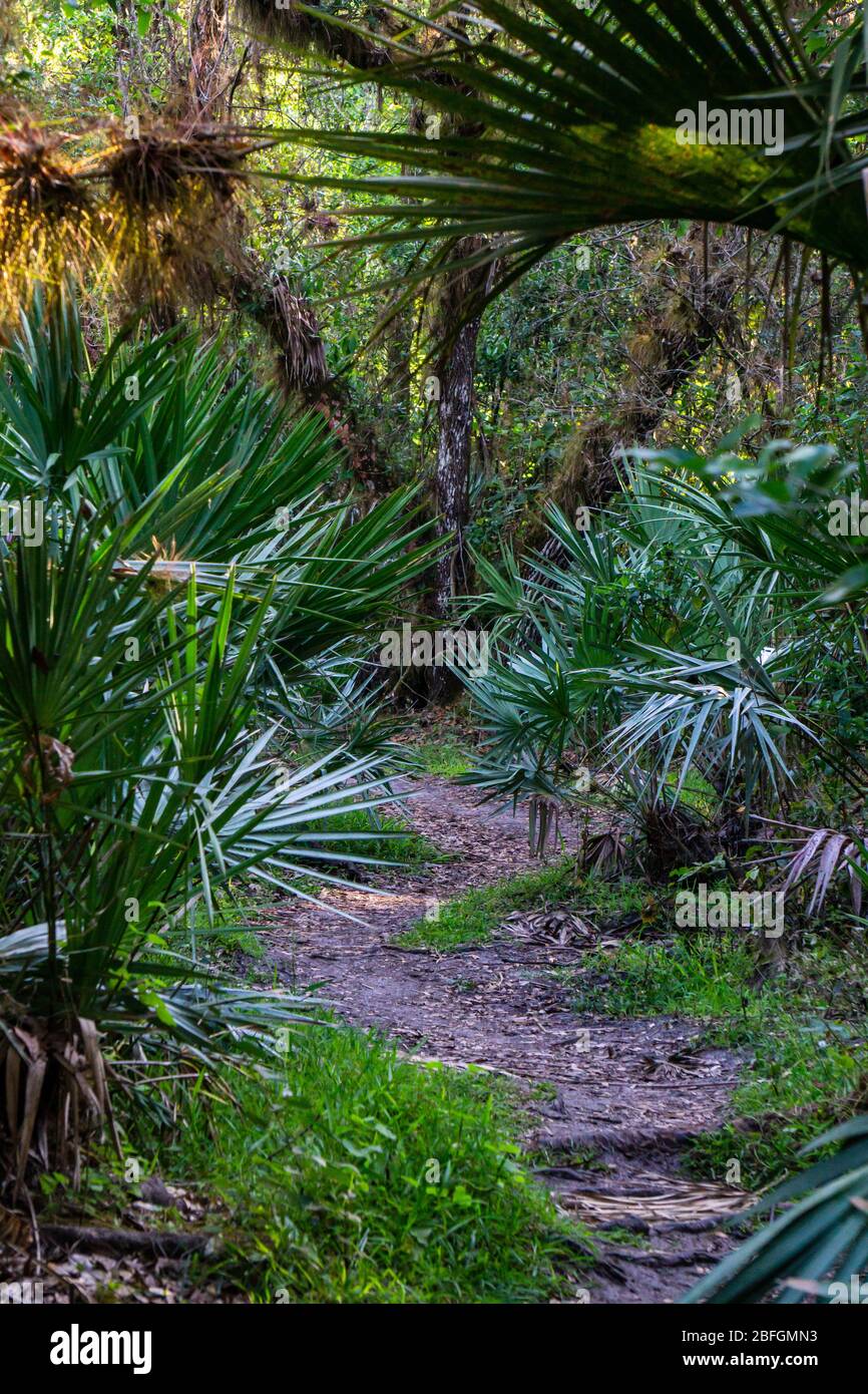 Hiking trail in Florida woods at Halpatiokee Regional Park, Stuart ...