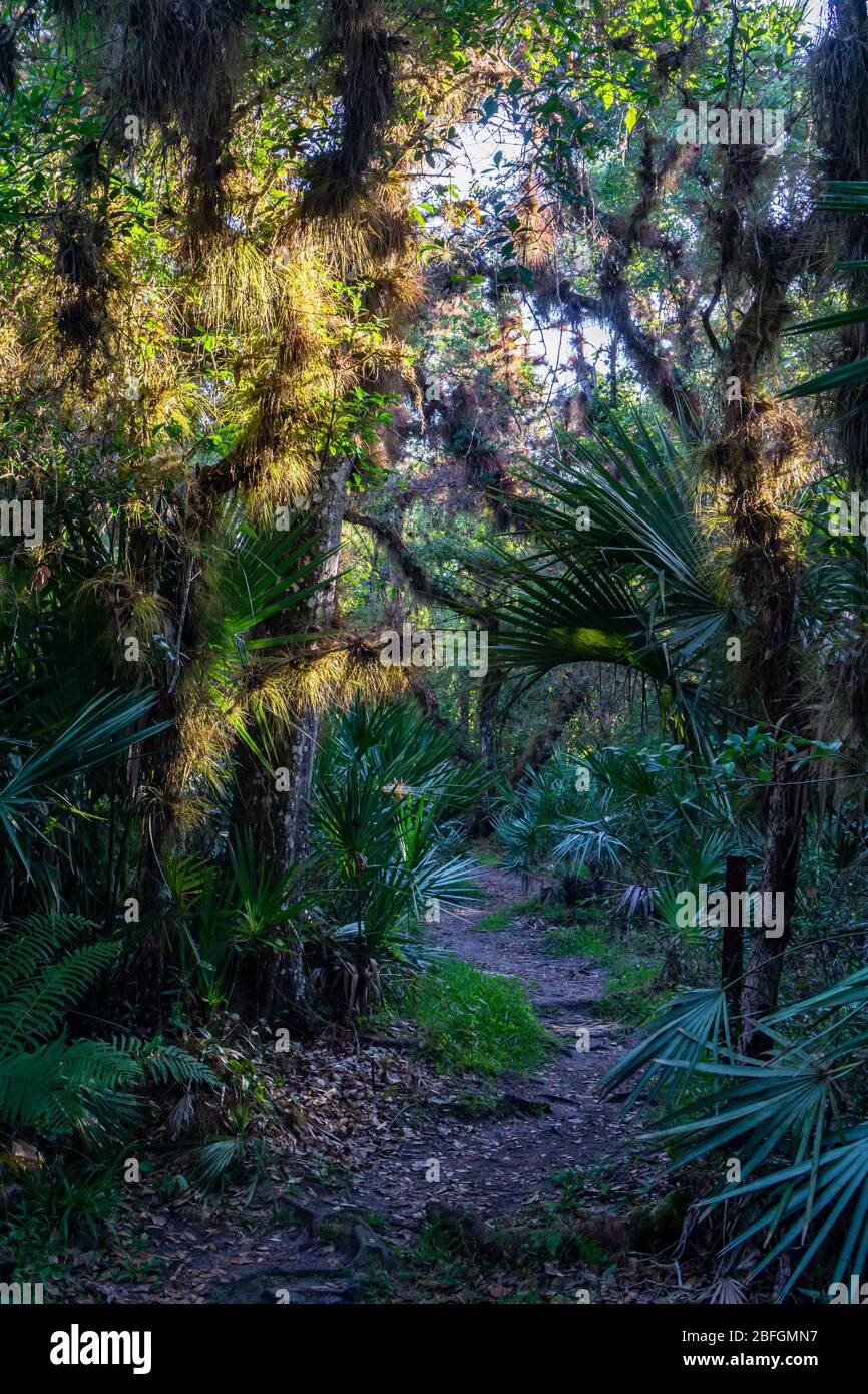 Hiking trail in Florida woods at Halpatiokee Regional Park, Stuart ...