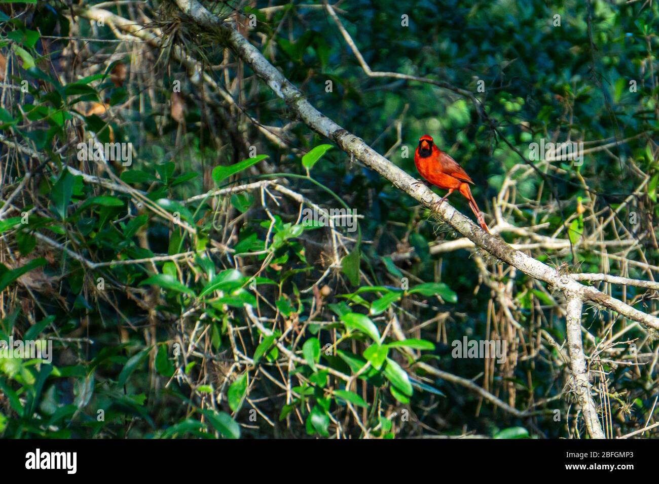 A bright red male Northern Cardinal (Cardinalis cardinalis) sitting on ...
