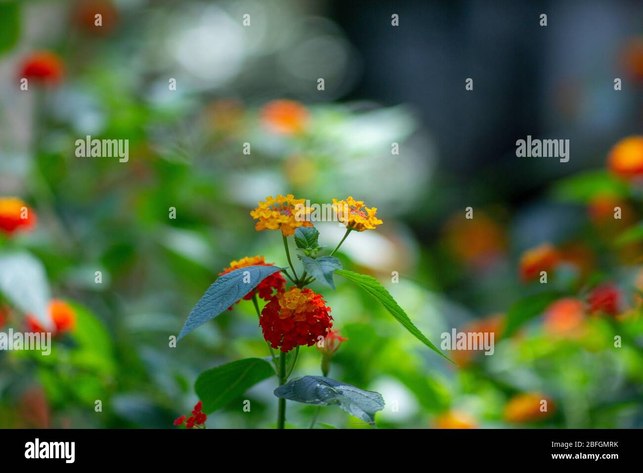 Colorful flowers bloom when it is bright in my garden Stock Photo - Alamy
