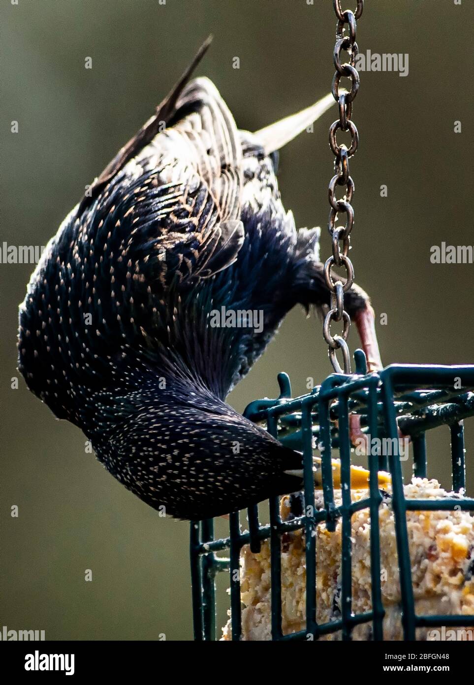 Tucking in hi-res stock photography and images - Alamy