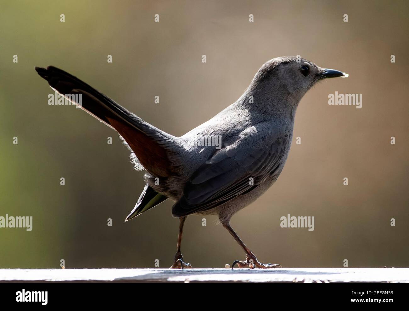 Gray feathers hi-res stock photography and images - Alamy