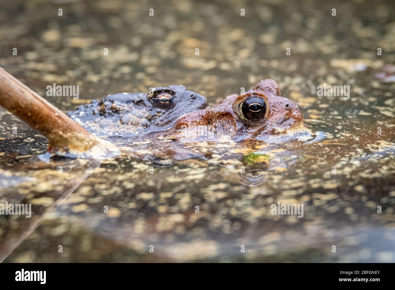 Toad life cycle hi-res stock photography and images - Alamy