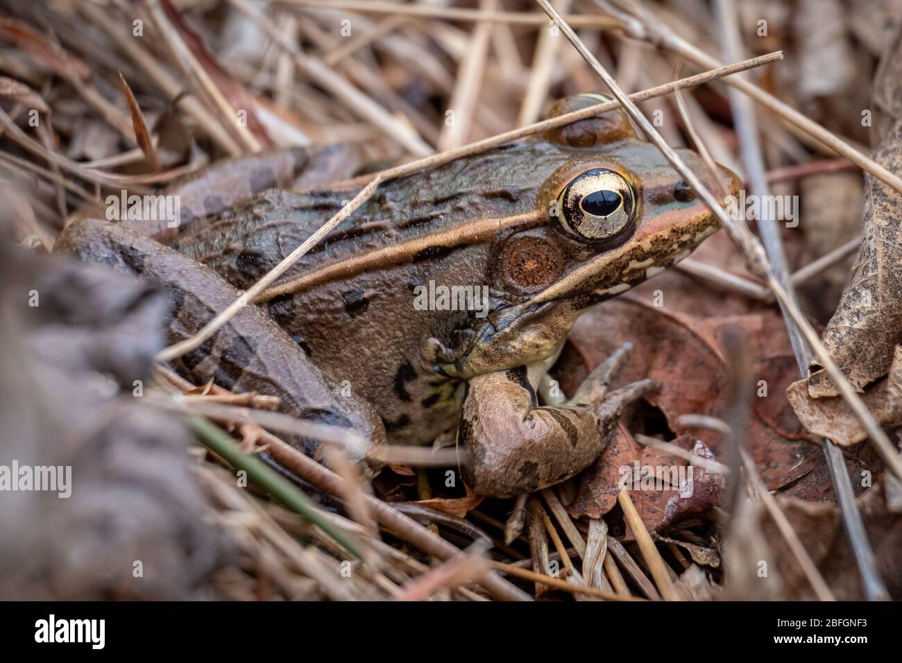 A Southern Leopard Frog with beautiful golden eyes rests by a pond's ...