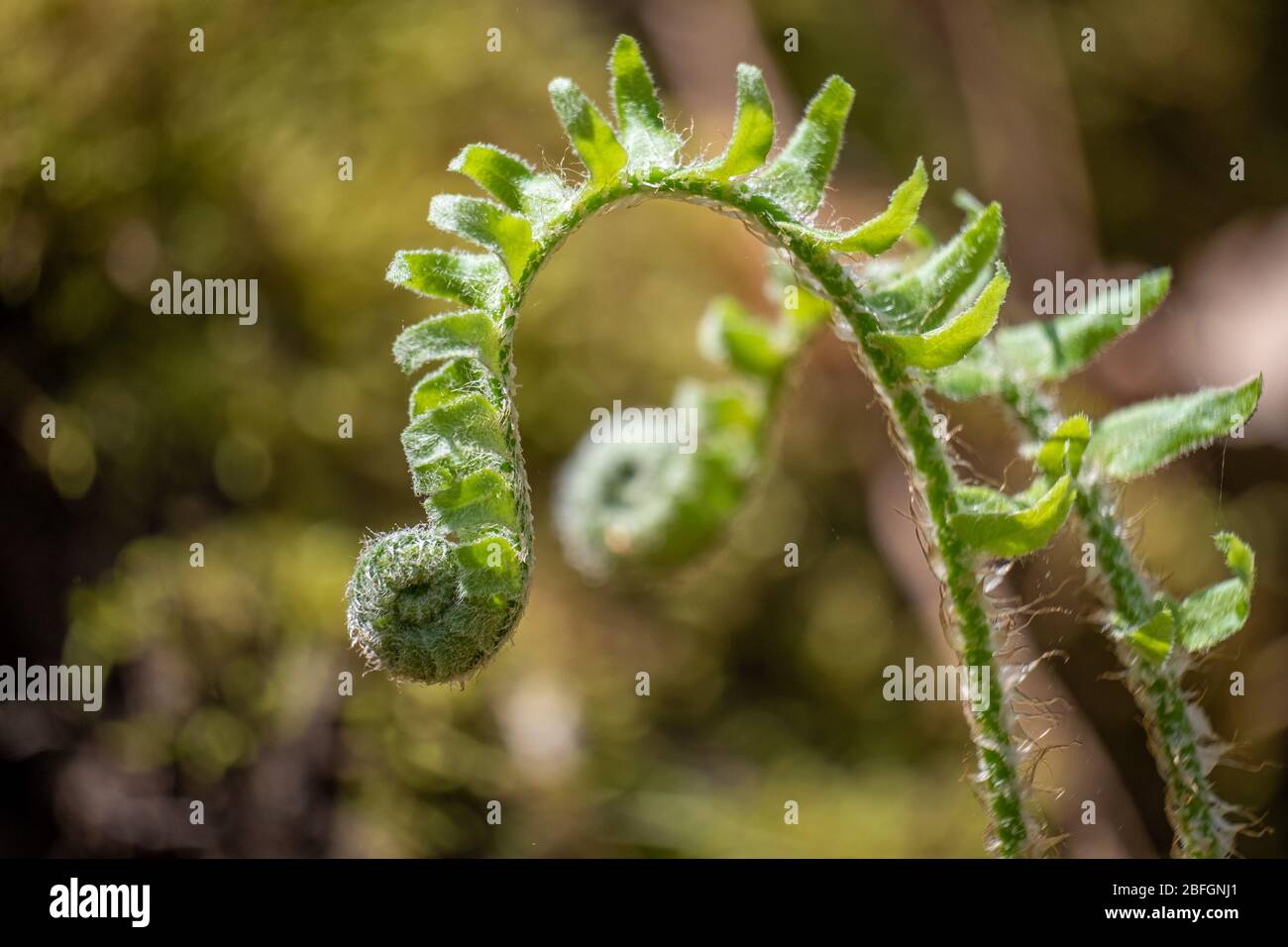 Polystichum acrostichoides hi-res stock photography and images - Alamy