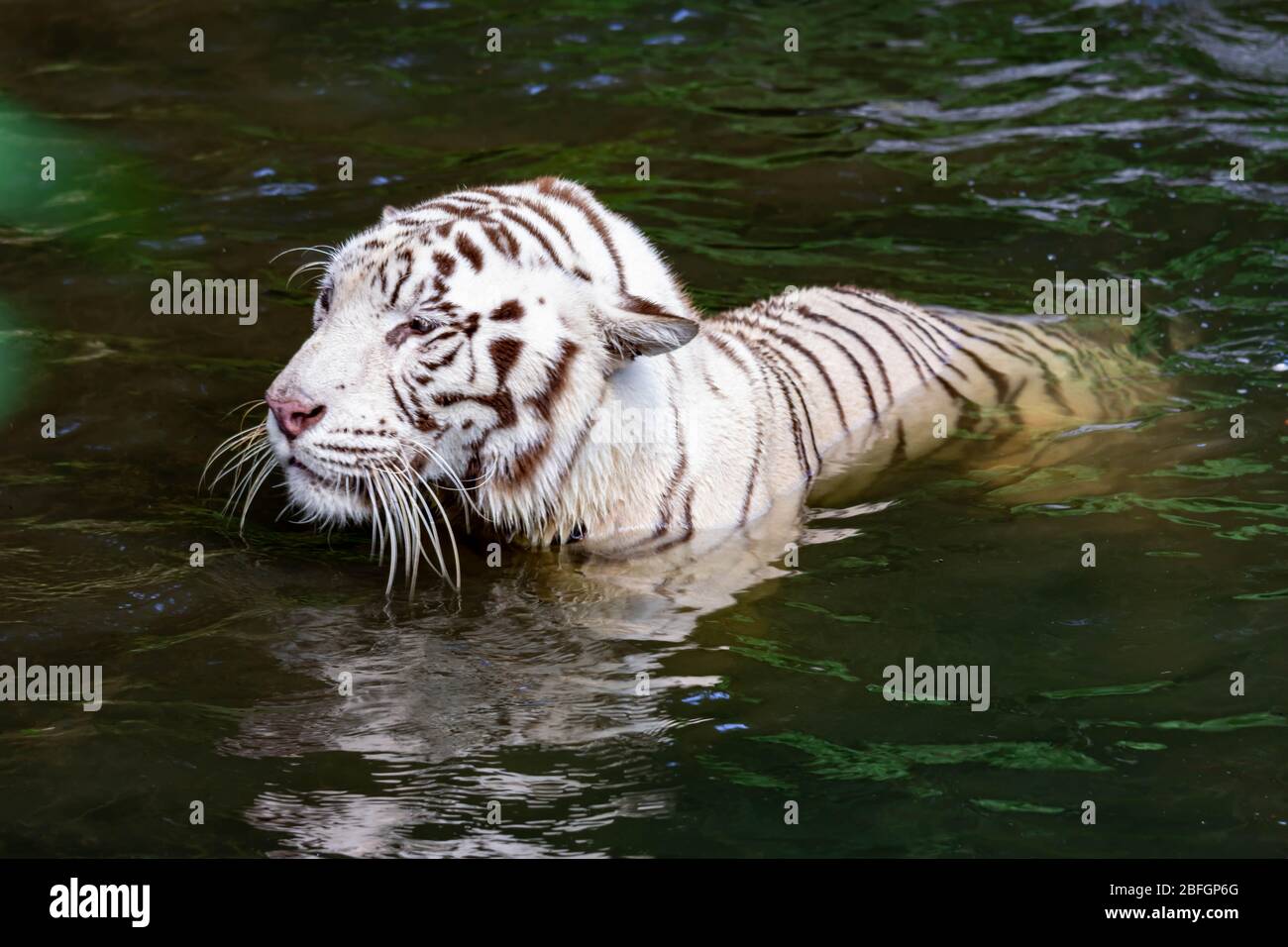 While tiger while swimming on river water. white tiger or bleached ...