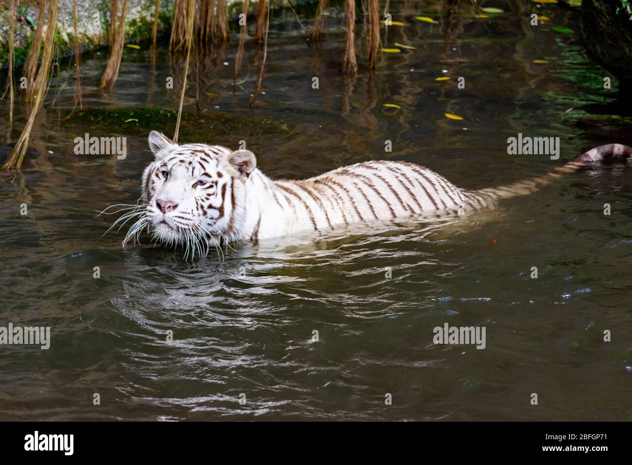 While tiger while swimming on river water. white tiger or bleached ...