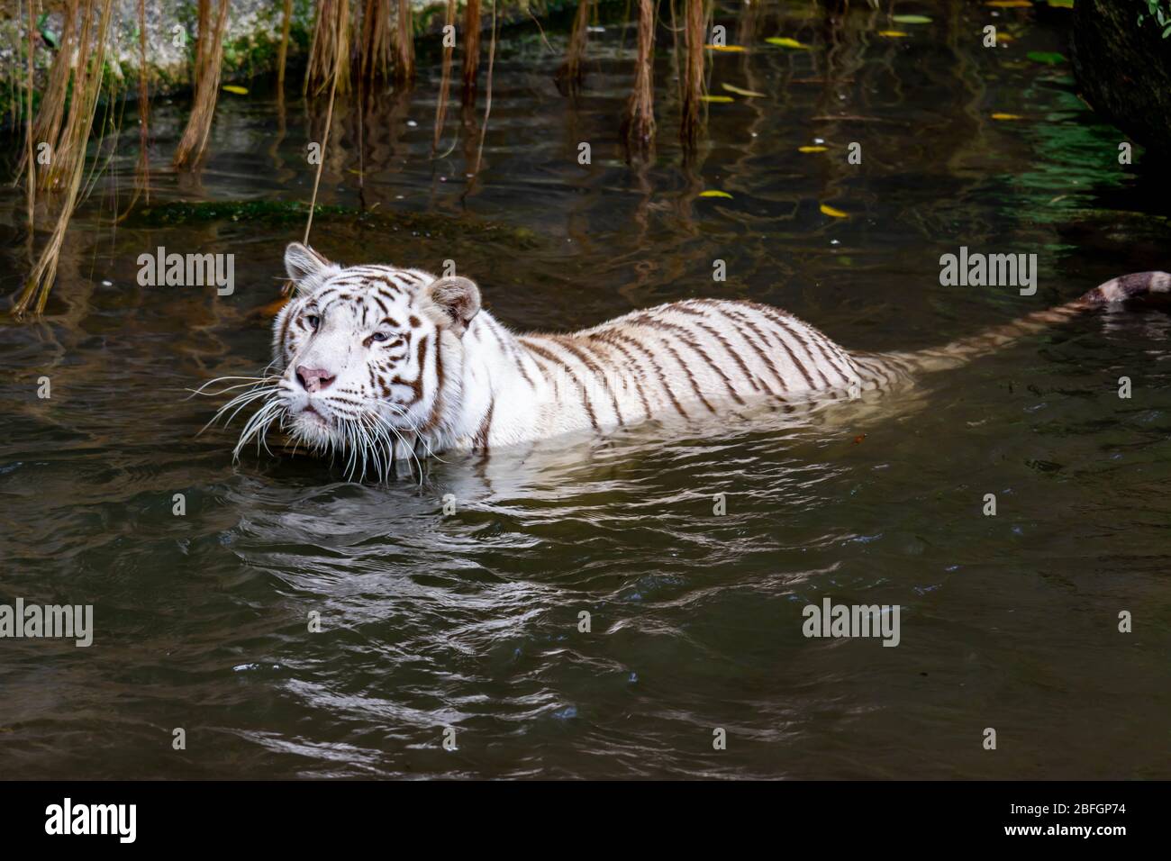 While tiger while swimming on river water. white tiger or bleached ...
