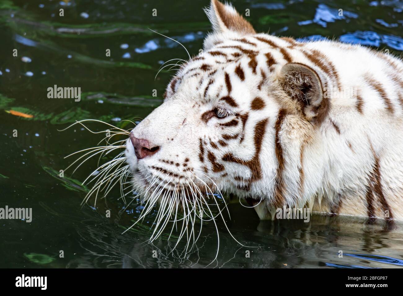 While tiger while swimming on river water. white tiger or bleached ...