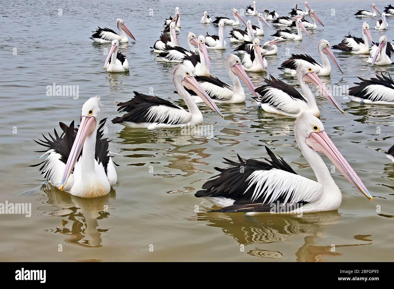 Beautiful australian water birds hi-res stock photography and images ...