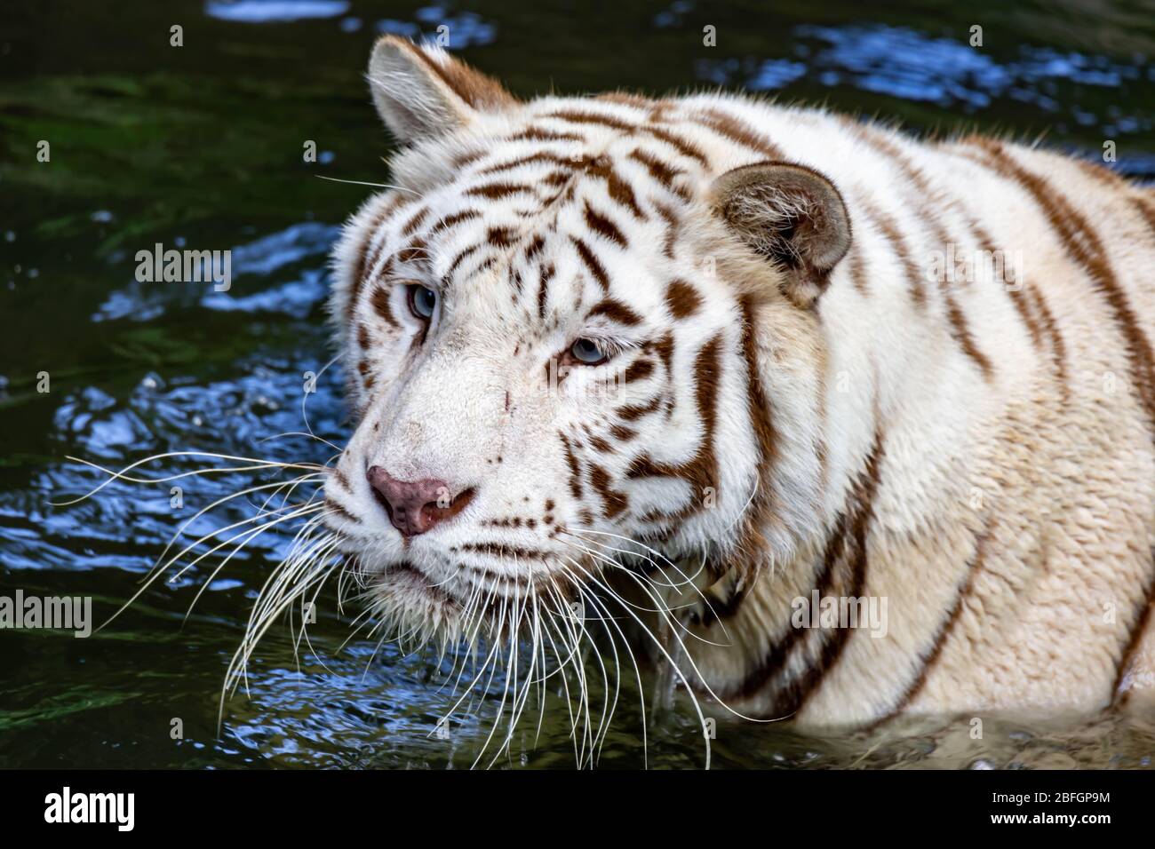 While tiger while swimming on river water. white tiger or bleached ...