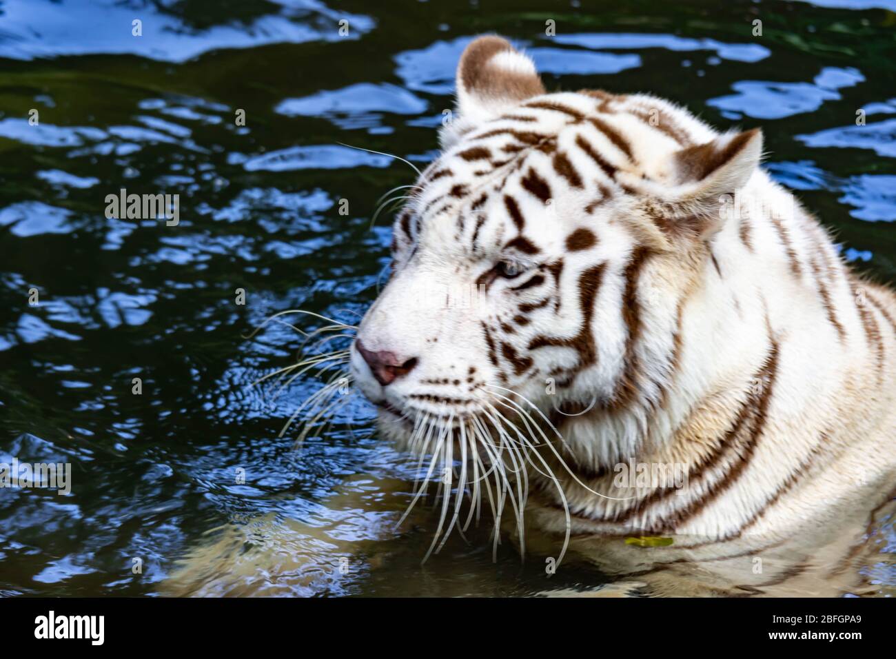 White Bengal Tiger In Water