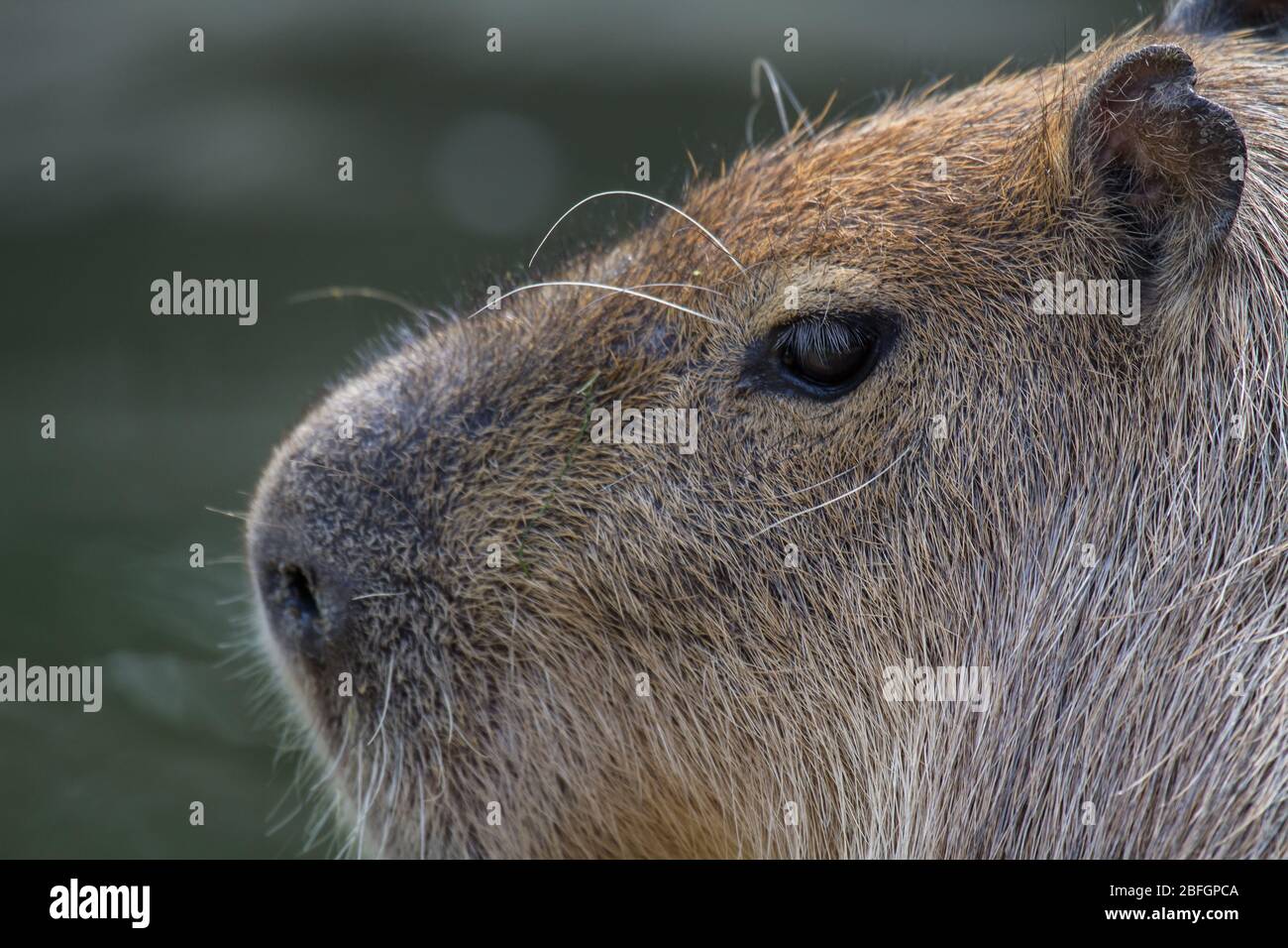portrait of a capibara with grey and brown hair Stock Photo - Alamy