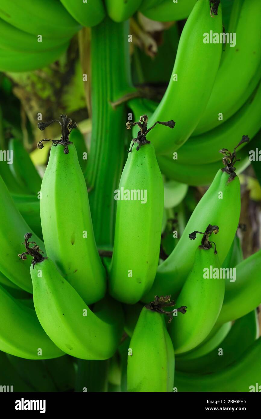 Green Cavendish bananas on the tree Stock Photo - Alamy