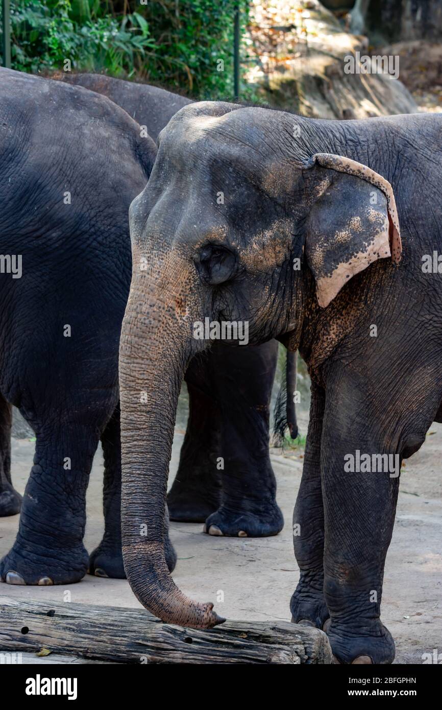 The Asian elephant, also called Asiatic elephant, is the only living ...