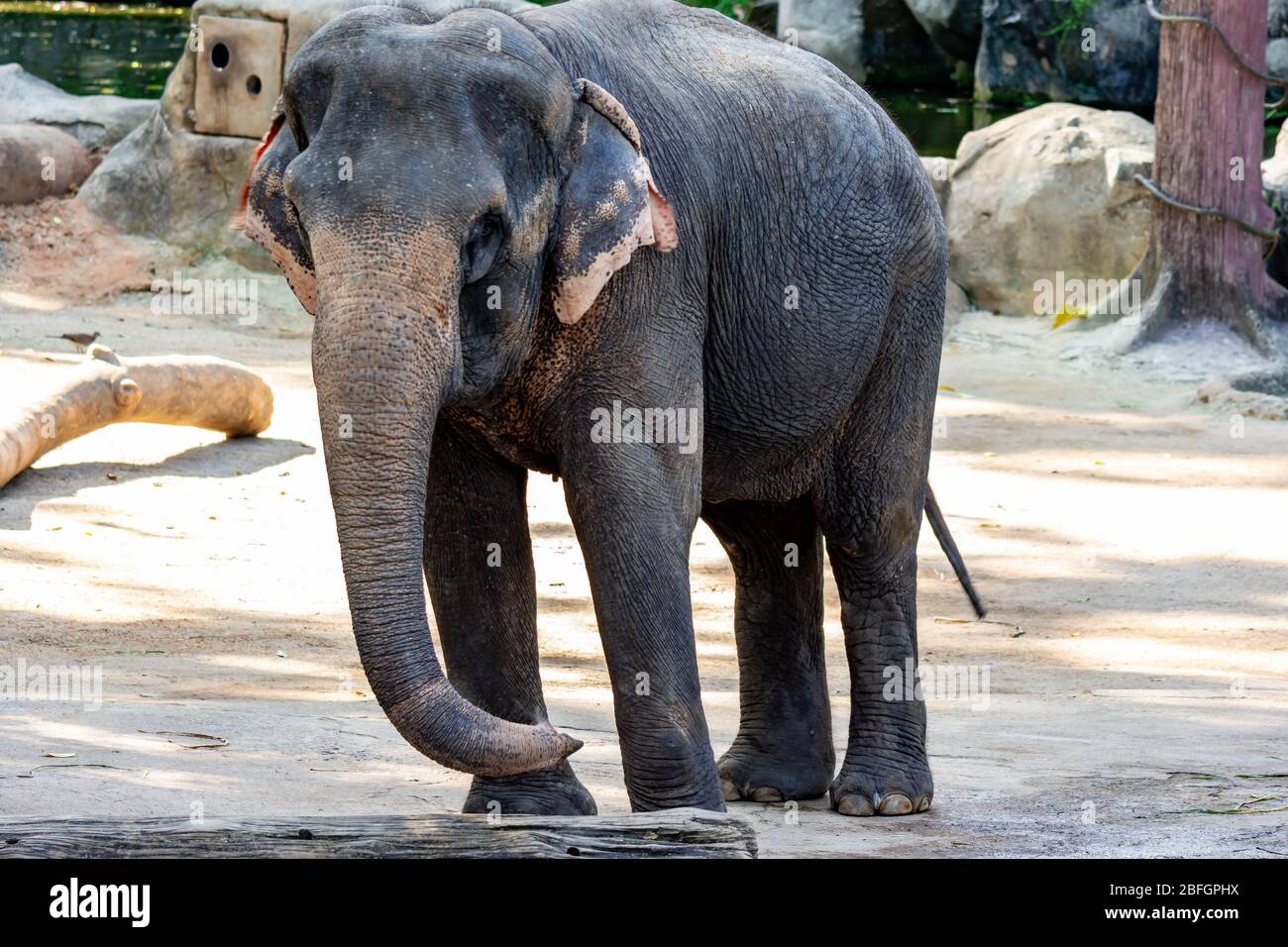 The Asian elephant, also called Asiatic elephant, is the only living ...