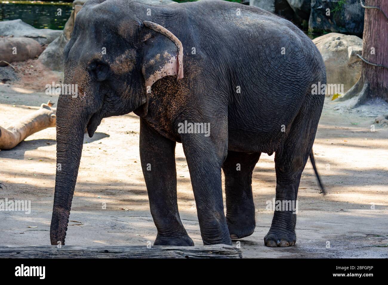 The Asian elephant, also called Asiatic elephant, is the only living ...