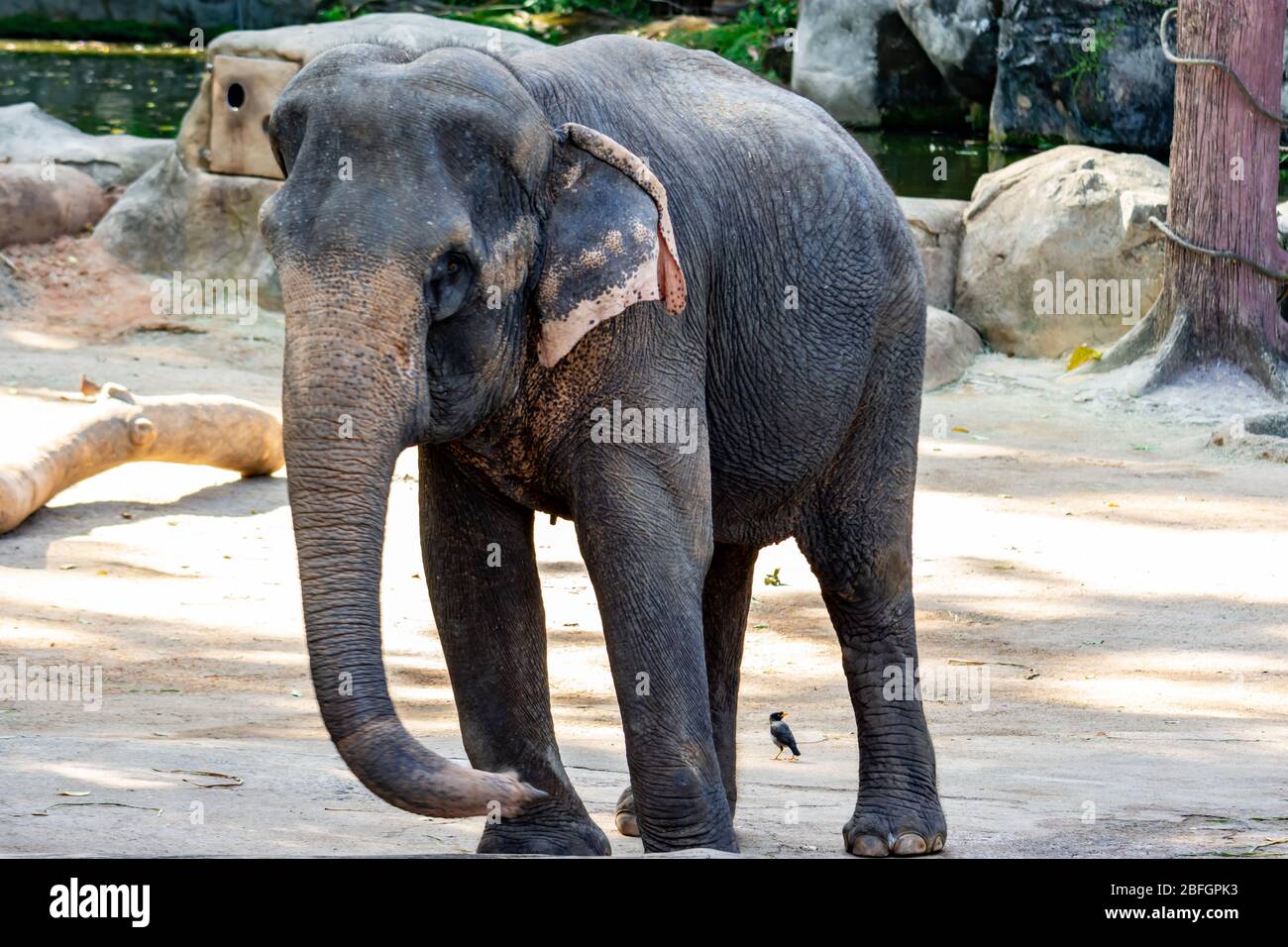 The Asian elephant, also called Asiatic elephant, is the only living ...