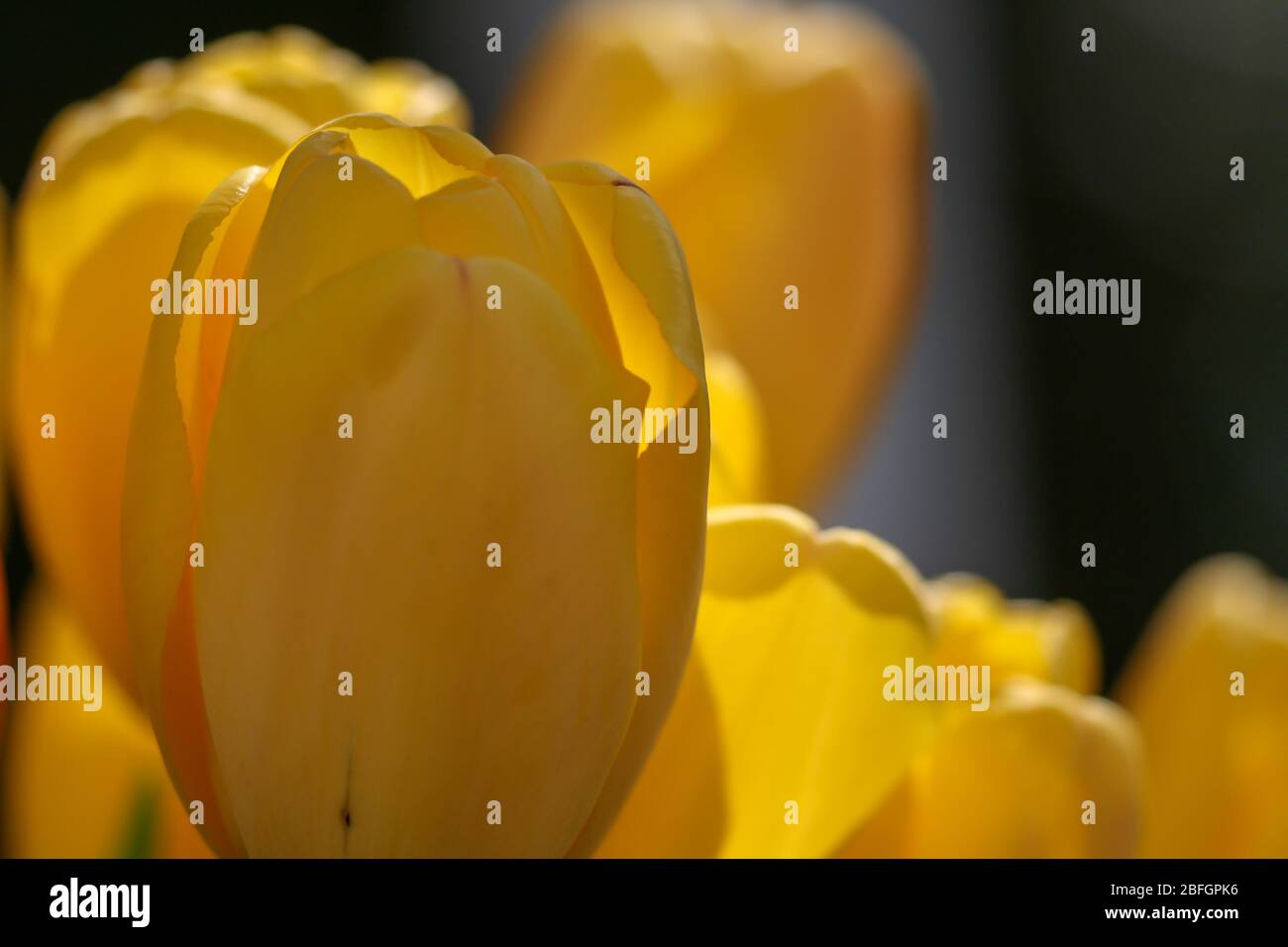 details of a yellow blooming tulip in backlight Stock Photo - Alamy