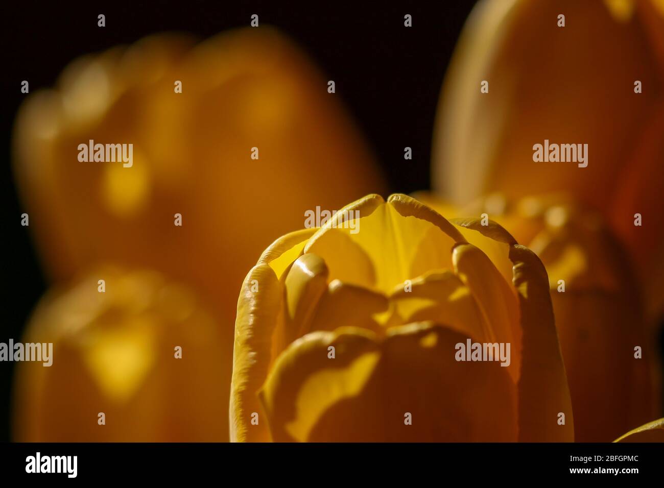 details of a yellow blooming tulip in backlight Stock Photo - Alamy