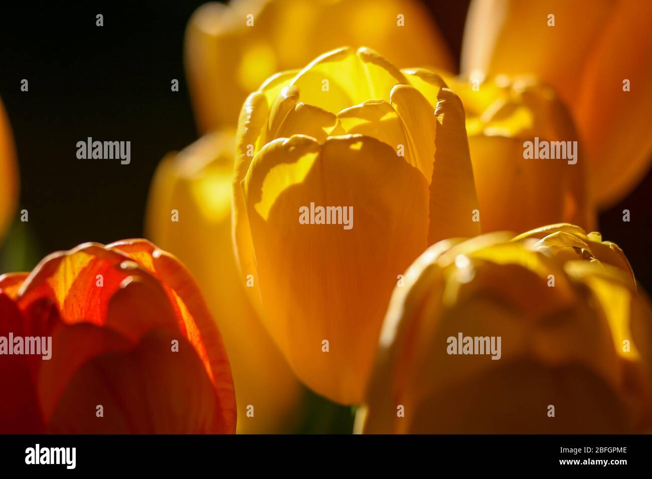 Blossom in backlight hi-res stock photography and images - Alamy